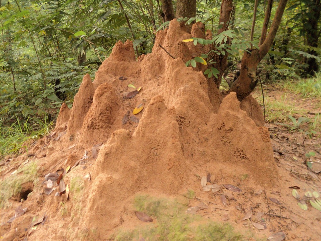 Birbhum5-Mud from termite mound used for plaster of walls | Urban ...